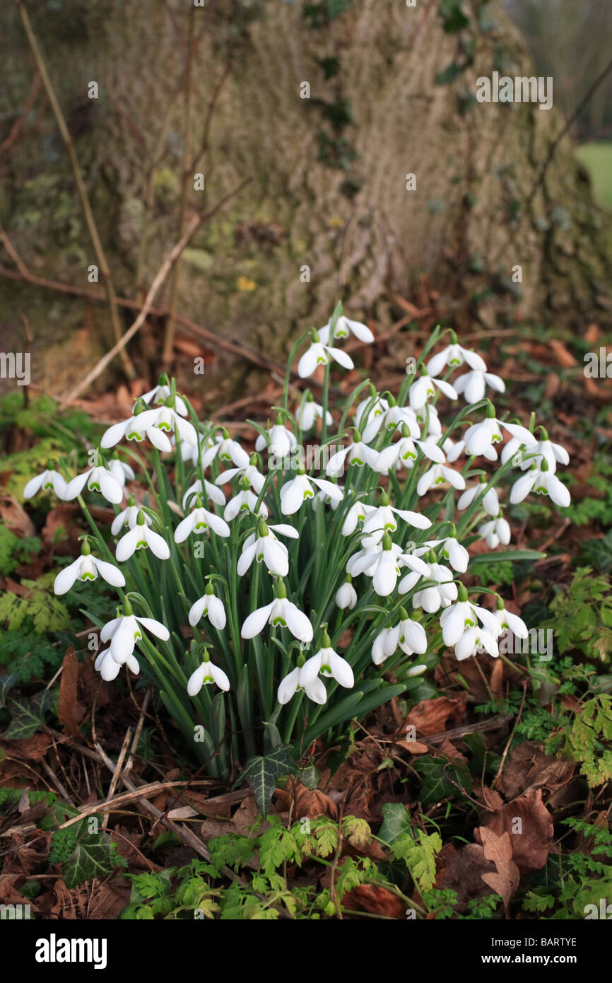 Snowdrop clump hi-res stock photography and images - Alamy