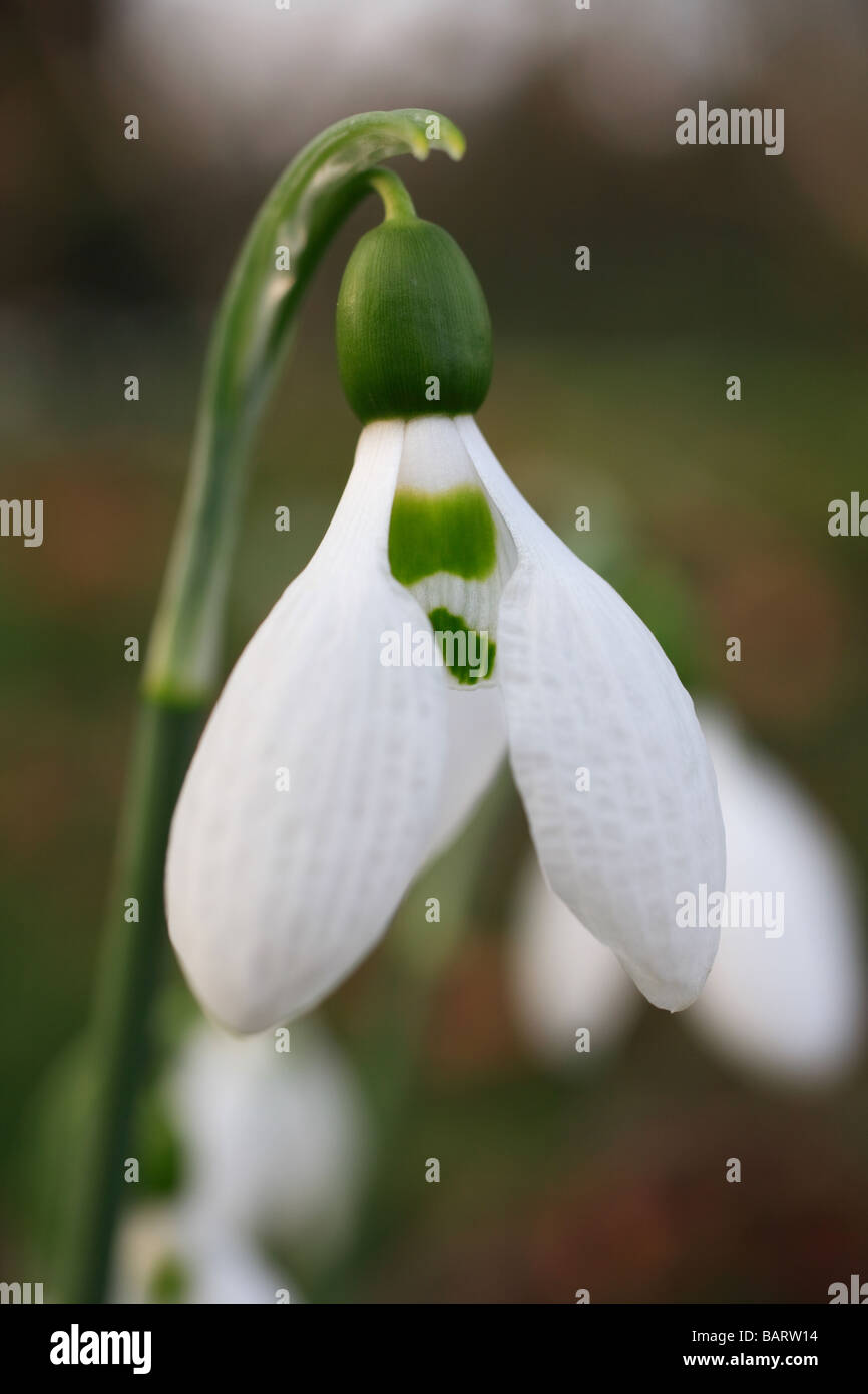 "Snowdrop" Single head Stock Photo - Alamy