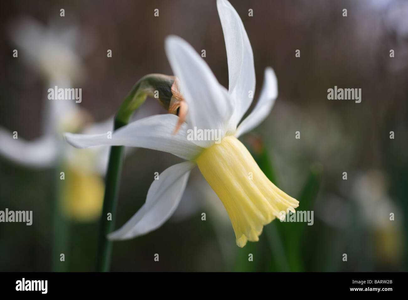Single one "White Daffodil" head Stock Photo - Alamy