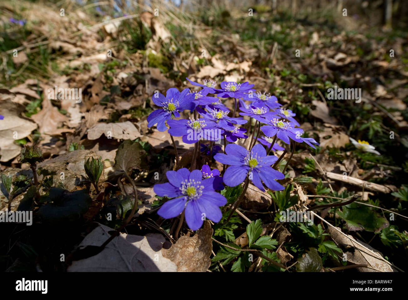Blue flowers hepatica nobilis hi-res stock photography and images - Alamy