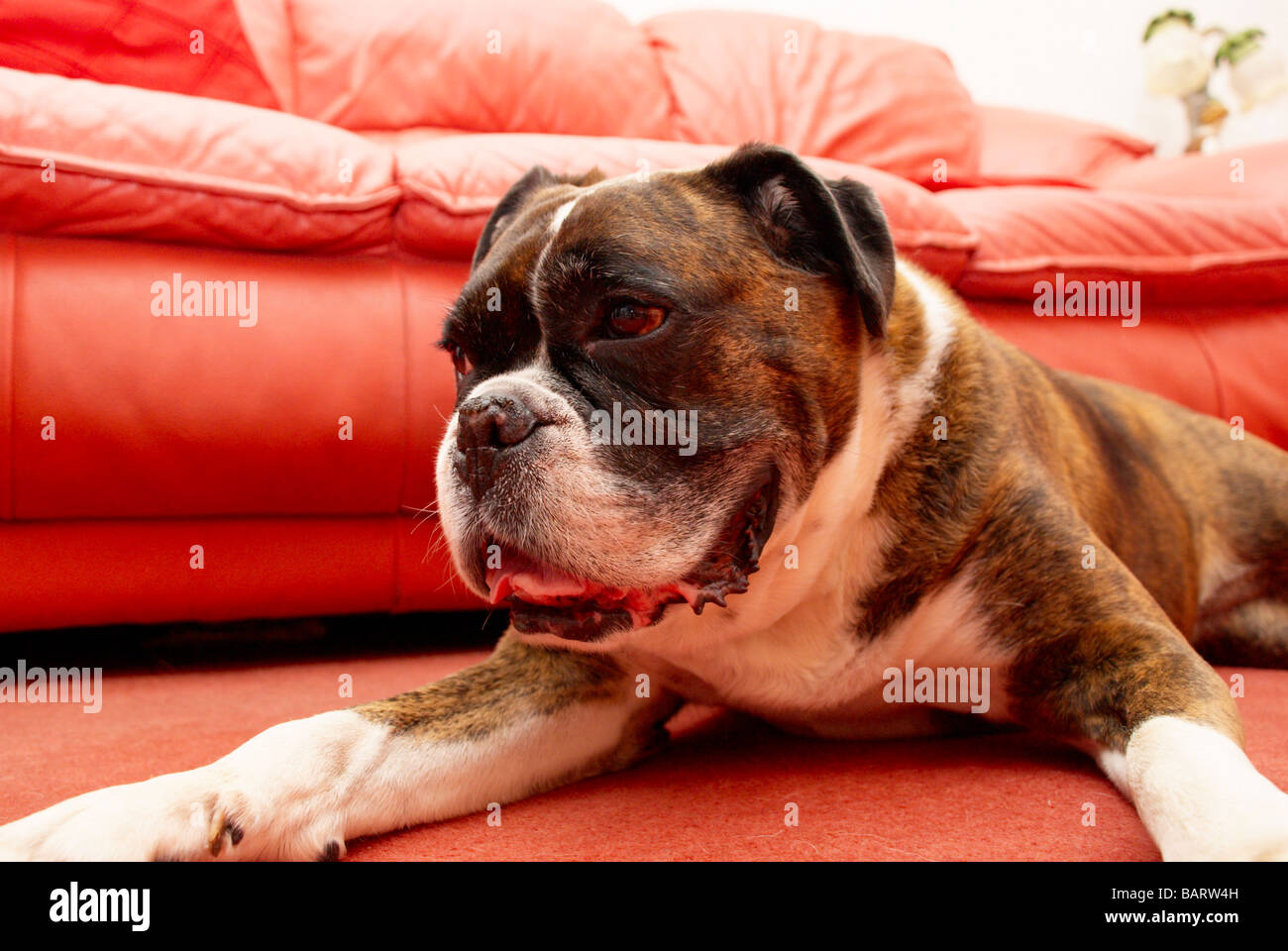 Boxer dog sat on the floor in front of a red leather sofa Stock Photo ...