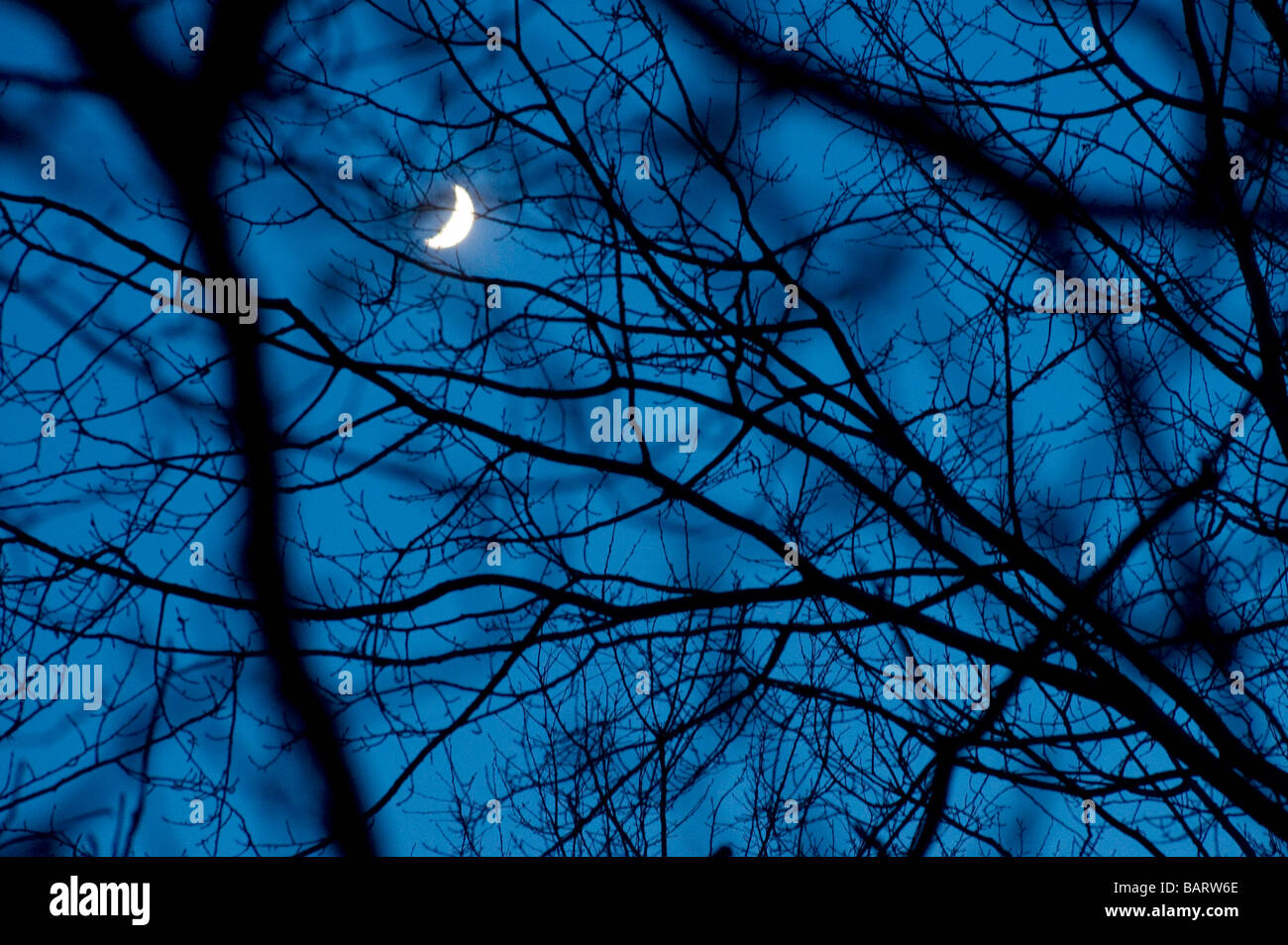 spooky mood, moon at night in forest, Sweden Stock Photo - Alamy