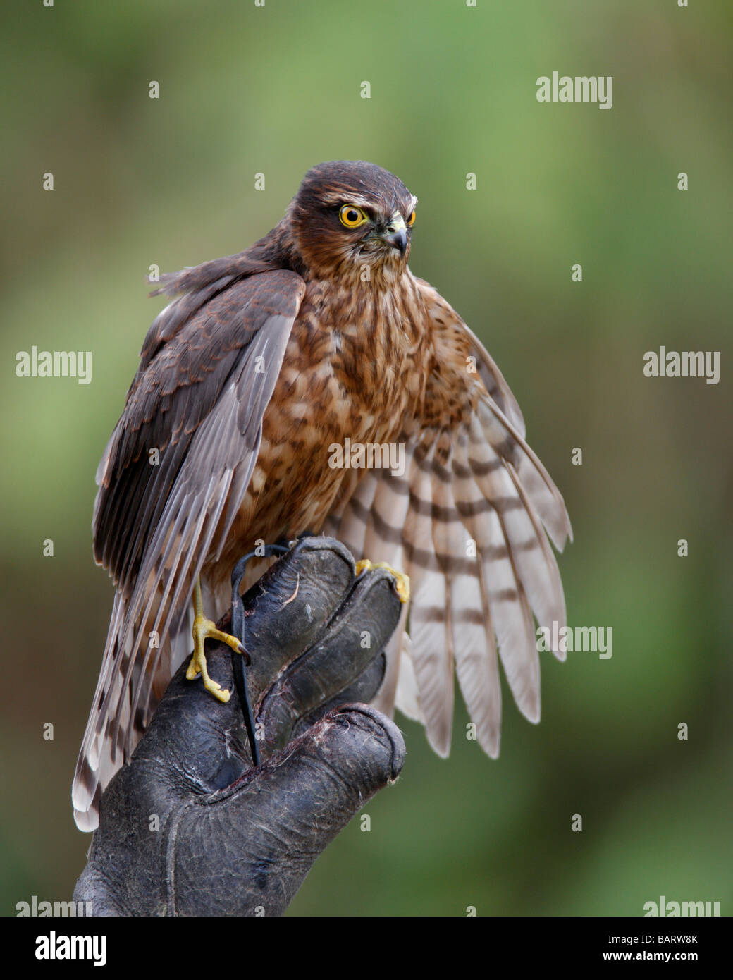 Accipiter nisus prey hi-res stock photography and images - Alamy