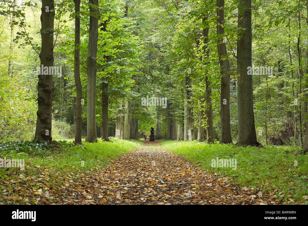 A path through the forest in autumn Stock Photo - Alamy