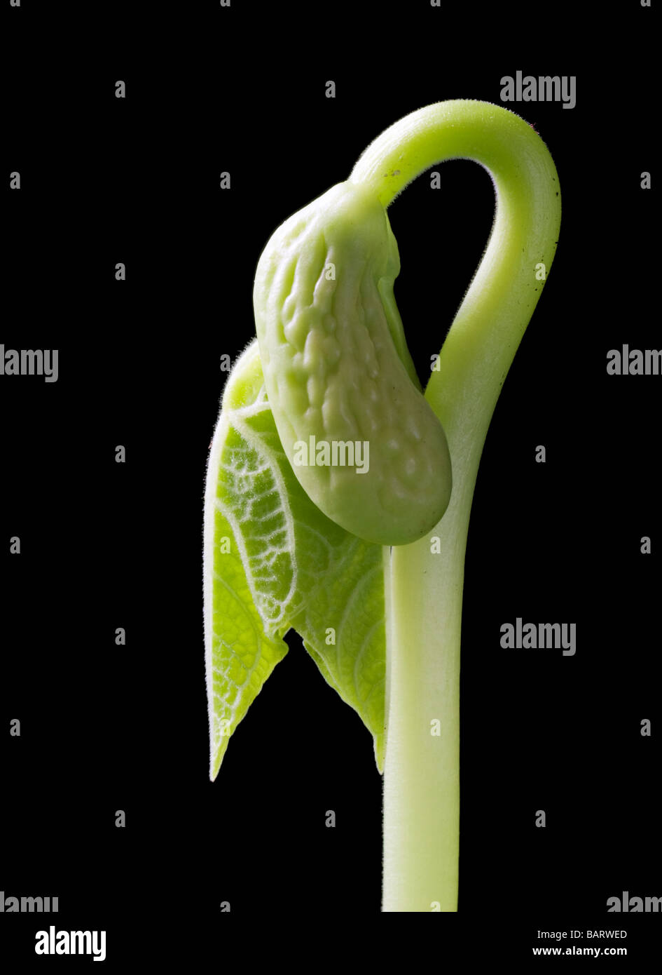 Sprouting bean plant hi-res stock photography and images - Alamy