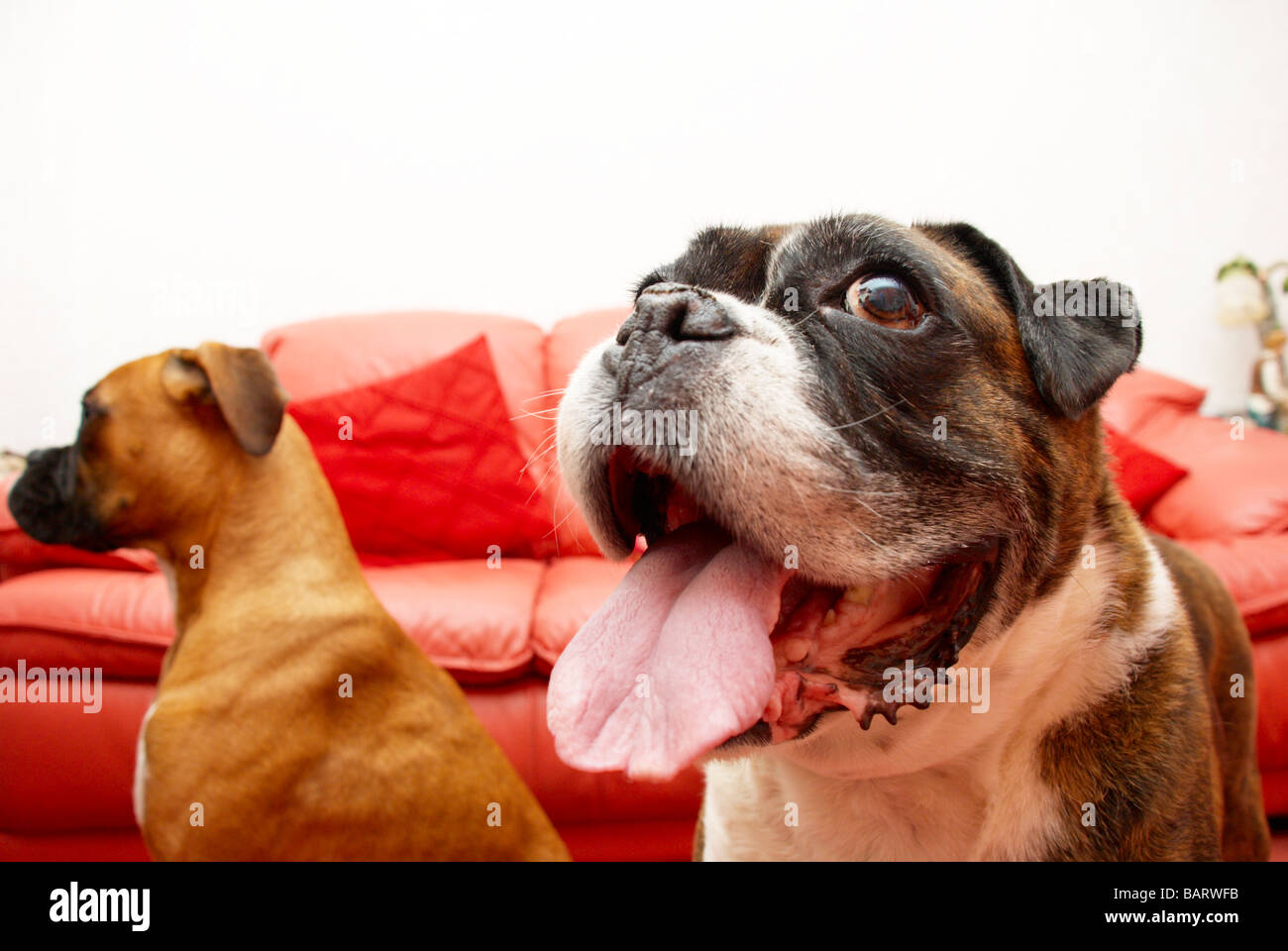 Ruby & Tess sat in front of a red leather sofa Stock Photo - Alamy