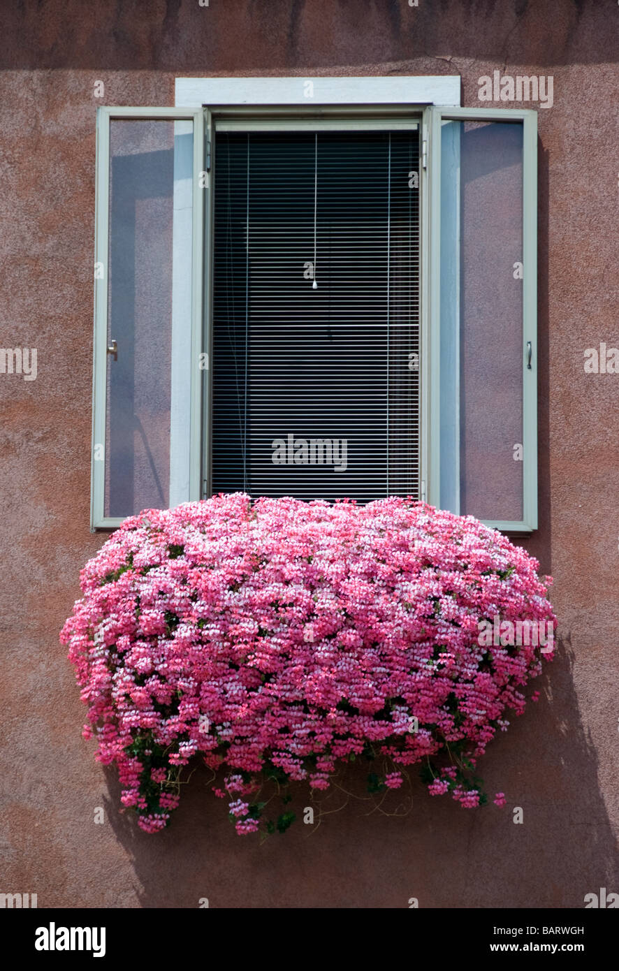 A window in Murano decorated with a bountiful window box in full of ...
