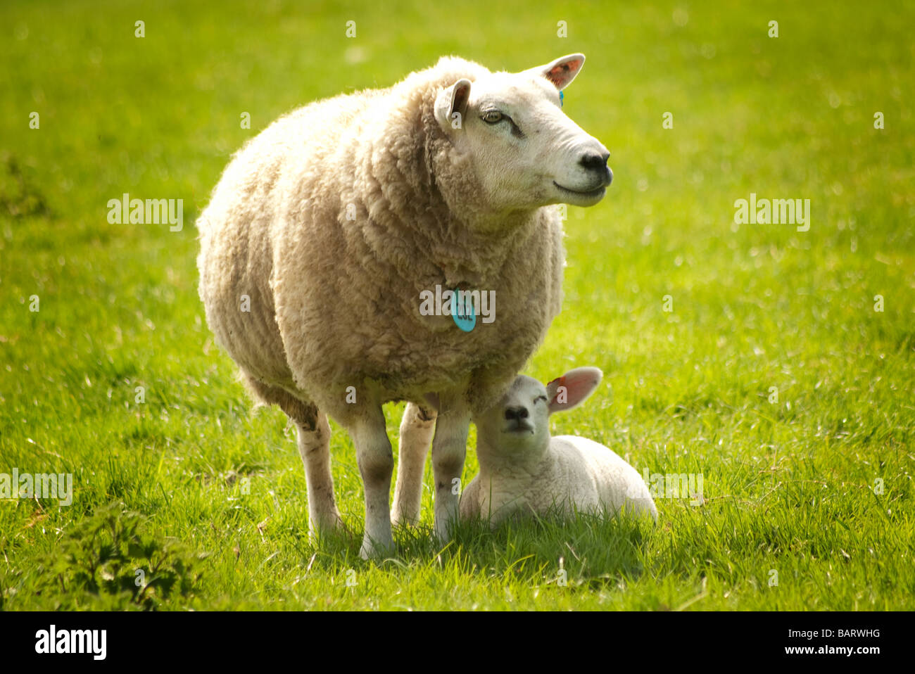 ewe with lamb Stock Photo - Alamy