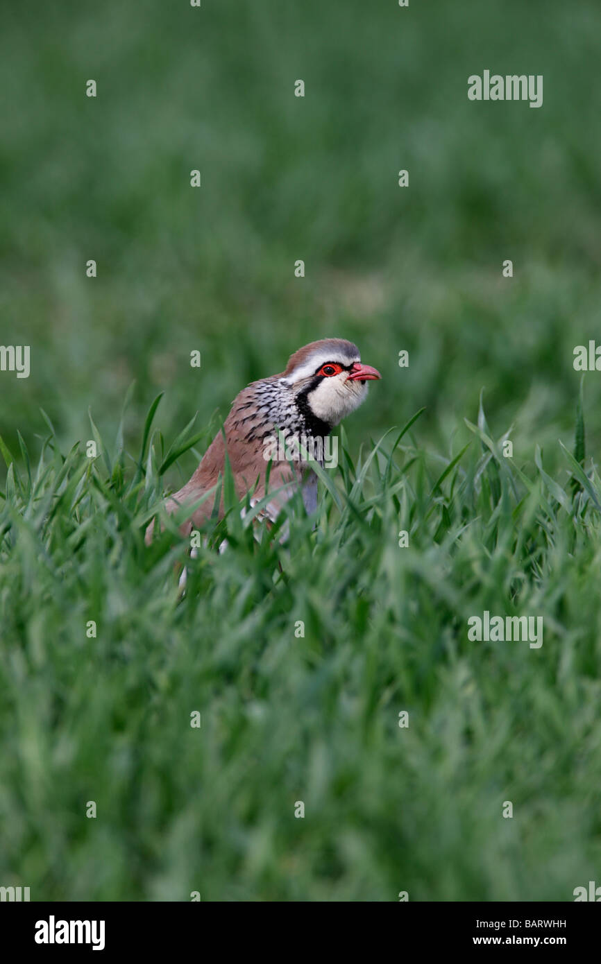Red-legged Partridge Alectoris rufa Stock Photo - Alamy