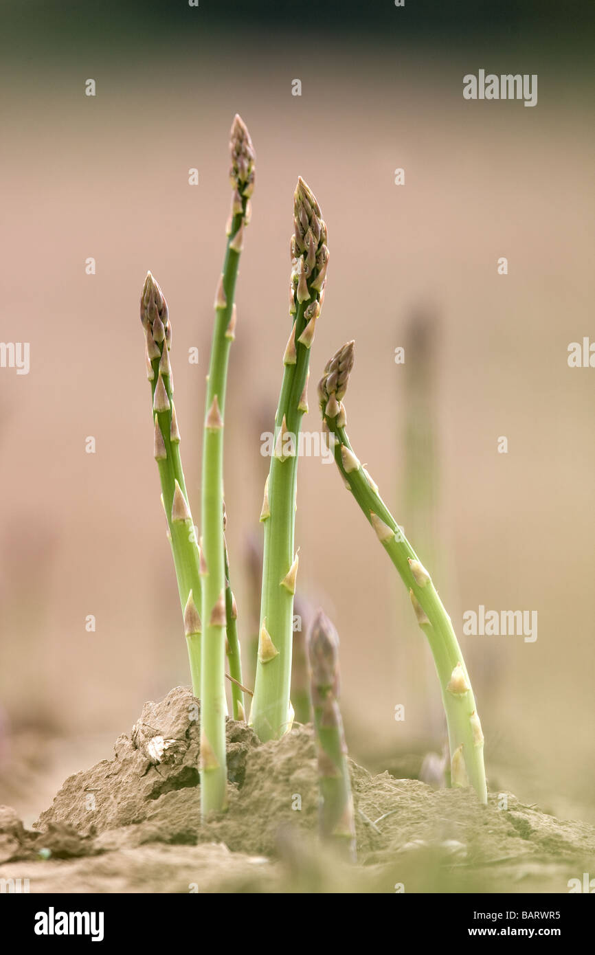 Asparagus growing hi-res stock photography and images - Alamy