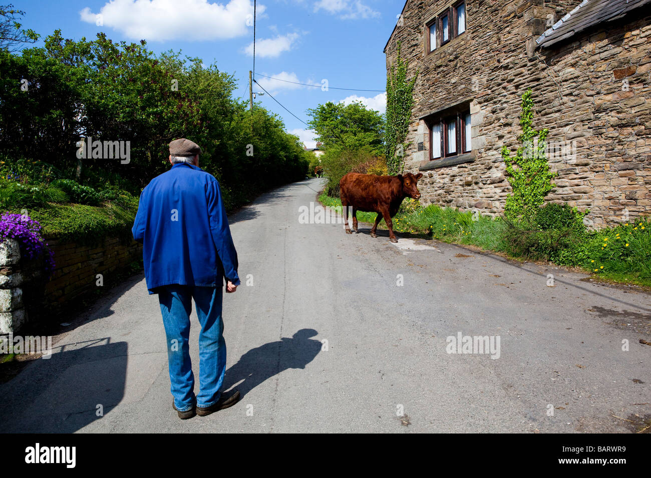 Cows lane hi-res stock photography and images - Alamy