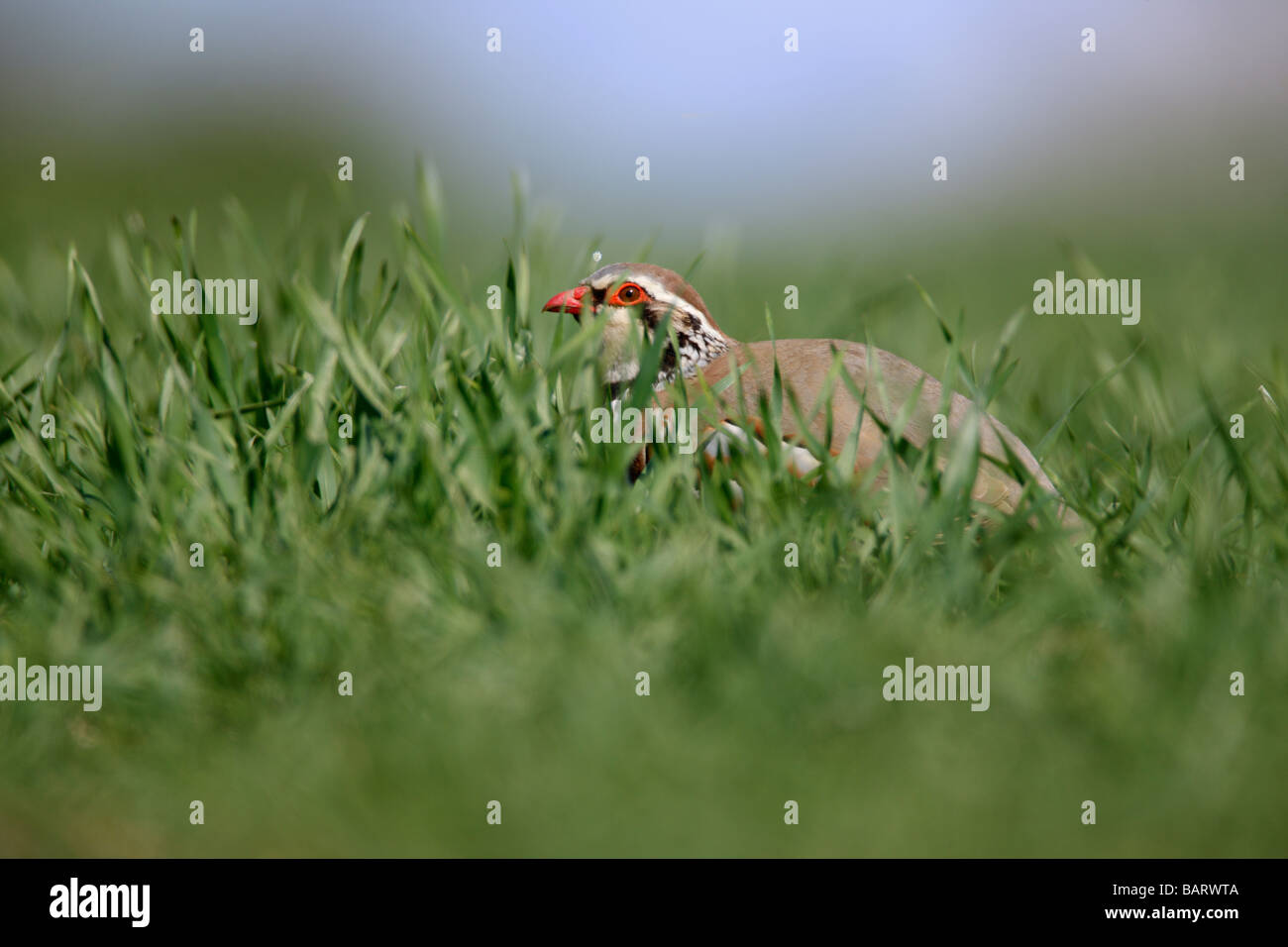 Red-legged Partridge Alectoris rufa Stock Photo - Alamy