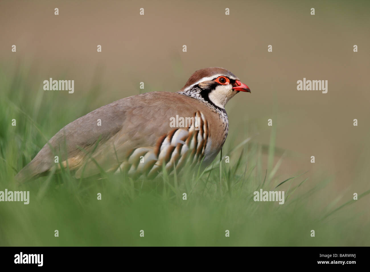 Red-legged Partridge Alectoris rufa Stock Photo - Alamy