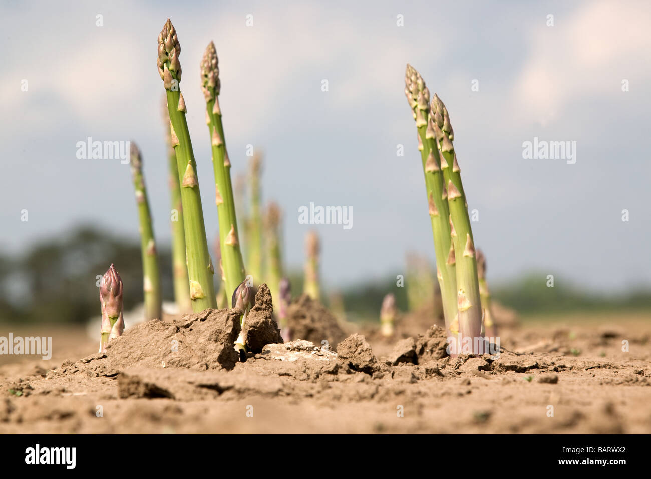 Asparagus farm hi-res stock photography and images - Alamy