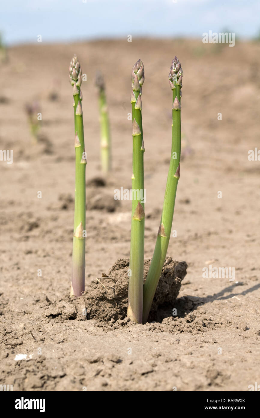 Asparagus farm hi-res stock photography and images - Alamy