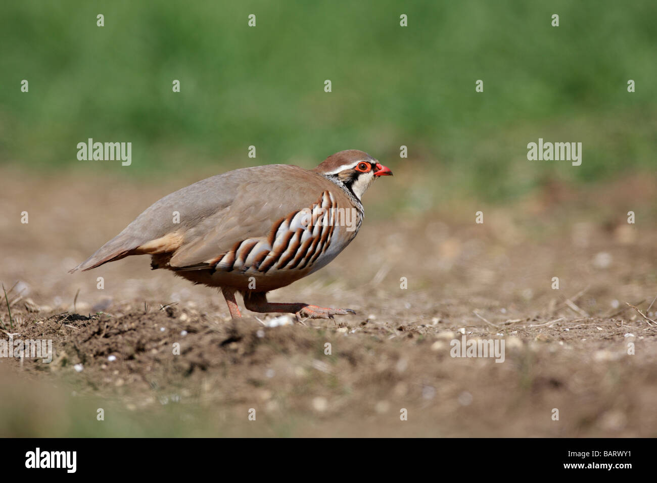 Red-legged Partridge Alectoris rufa Stock Photo - Alamy
