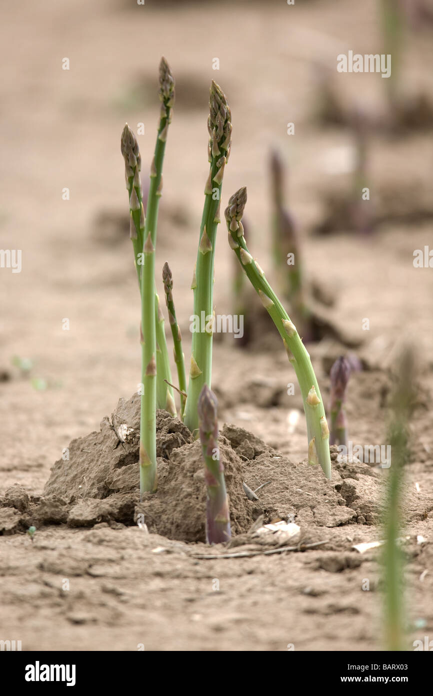 Asparagus officinalis growing hi-res stock photography and images - Alamy