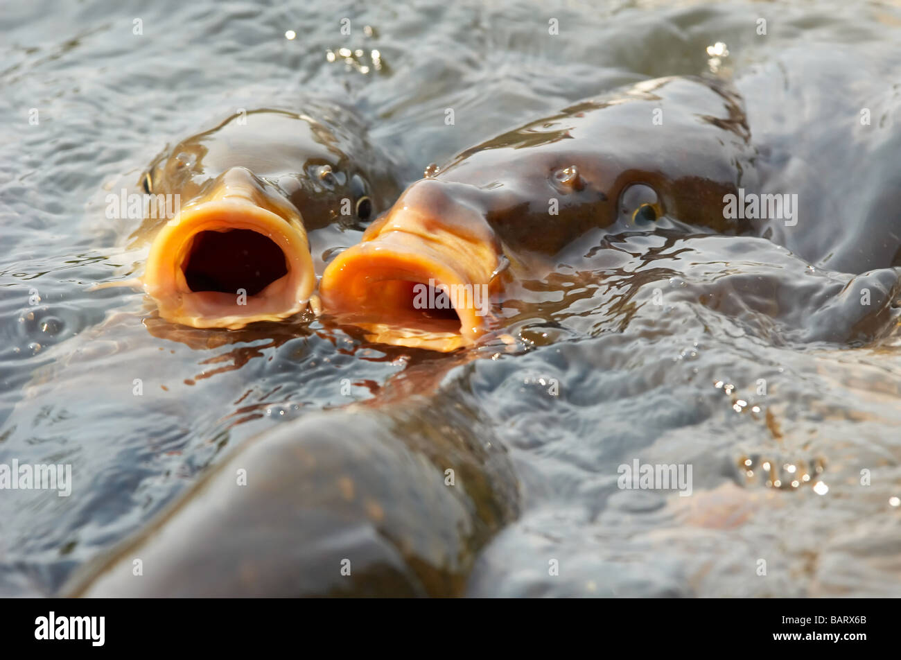 Carp fish mouth wide open hi-res stock photography and images - Alamy