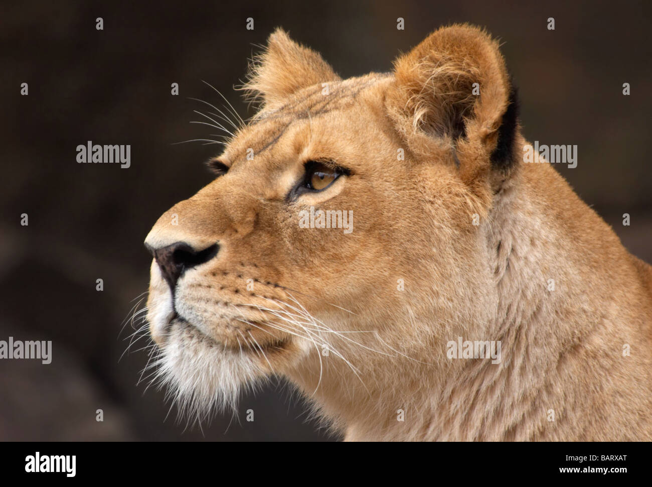 portrait of a big african female lion Stock Photo - Alamy