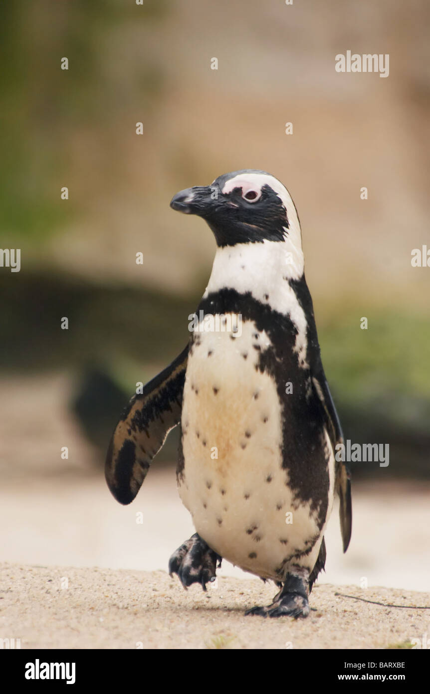 cute penguin walking around Stock Photo - Alamy
