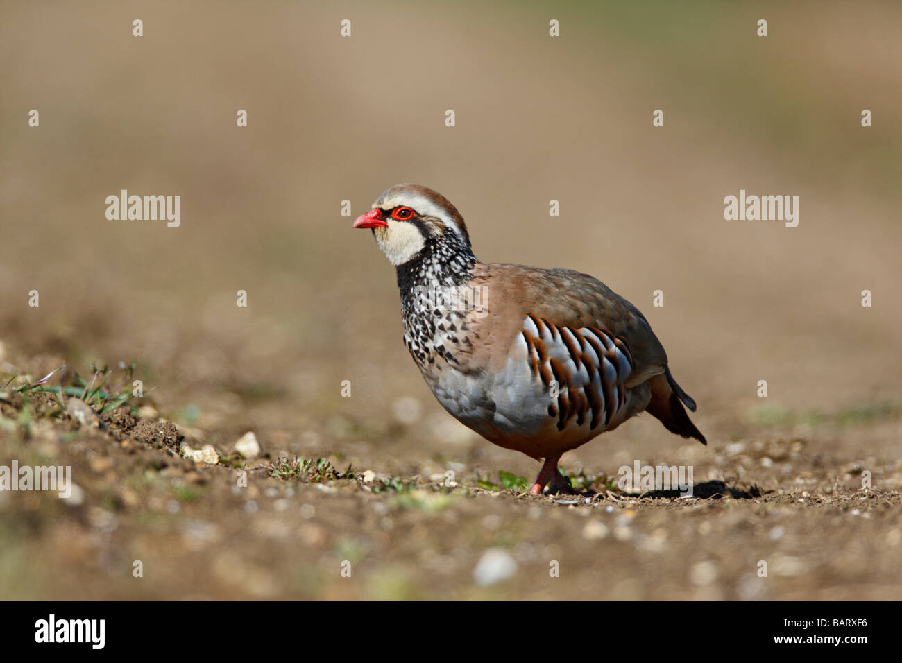Red-legged Partridge Alectoris rufa Stock Photo - Alamy