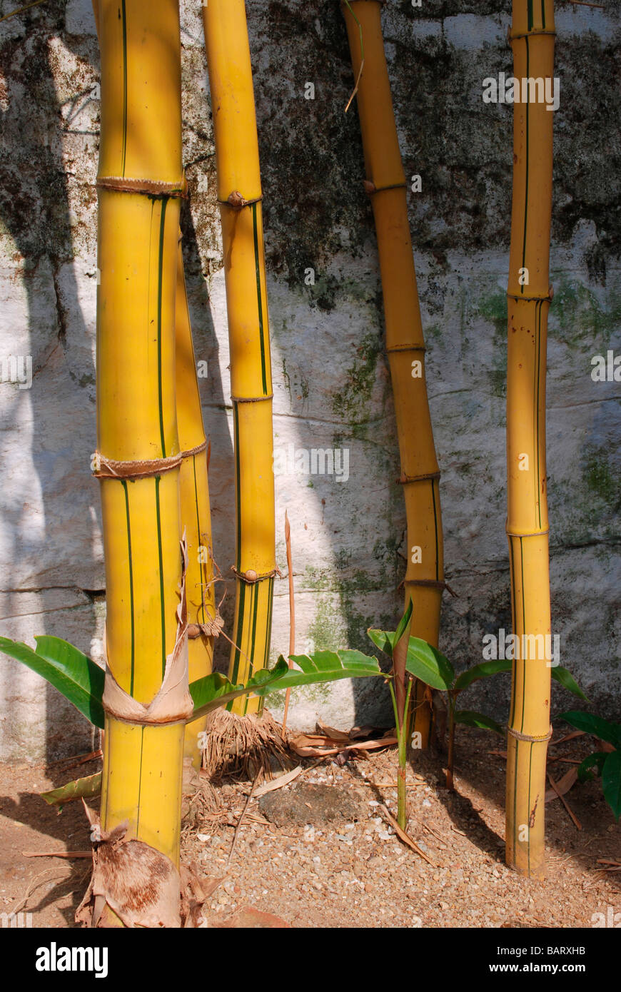 Yellow cane bamboo hi-res stock photography and images - Alamy