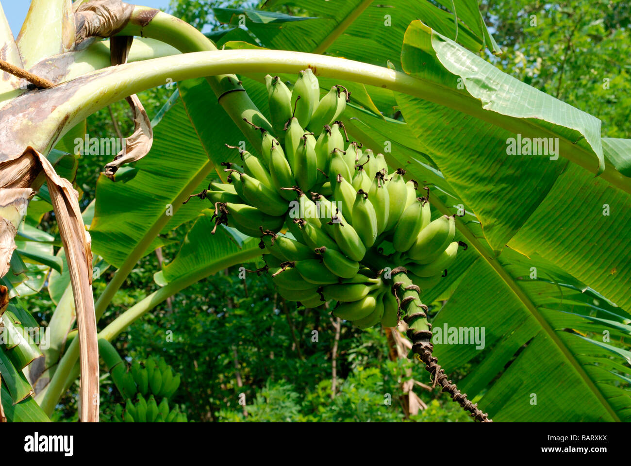 green banana ; india Stock Photo - Alamy