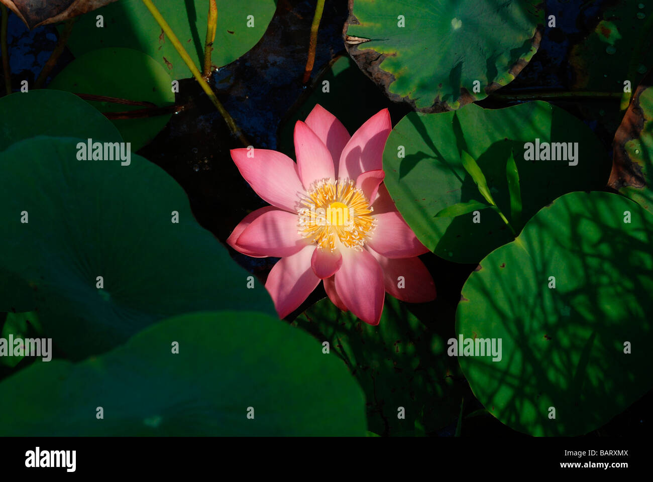 Sacred Flower Stock Photos & Sacred Flower Stock Images - Alamy