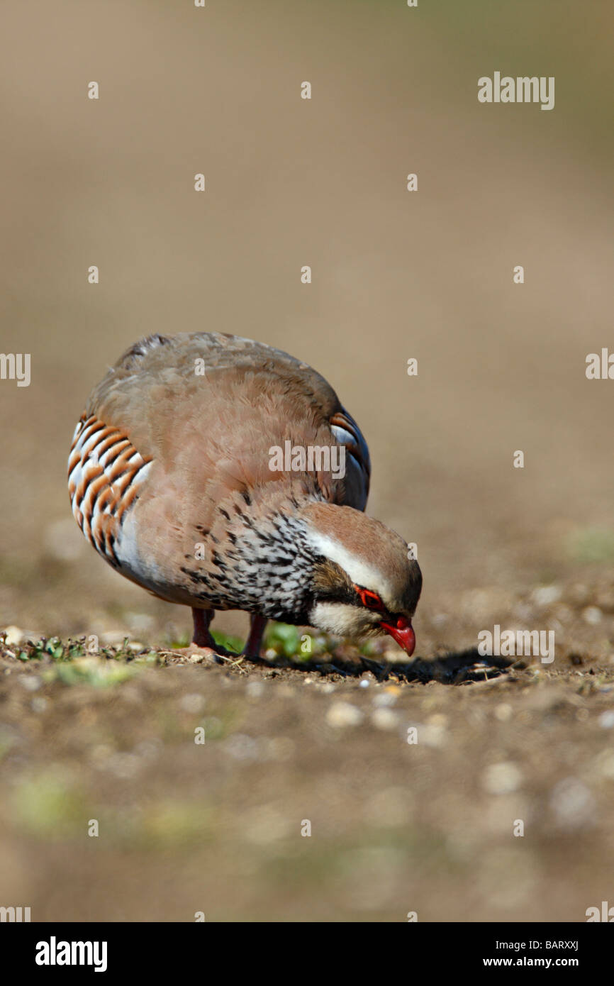 Red-legged Partridge Alectoris rufa Stock Photo - Alamy