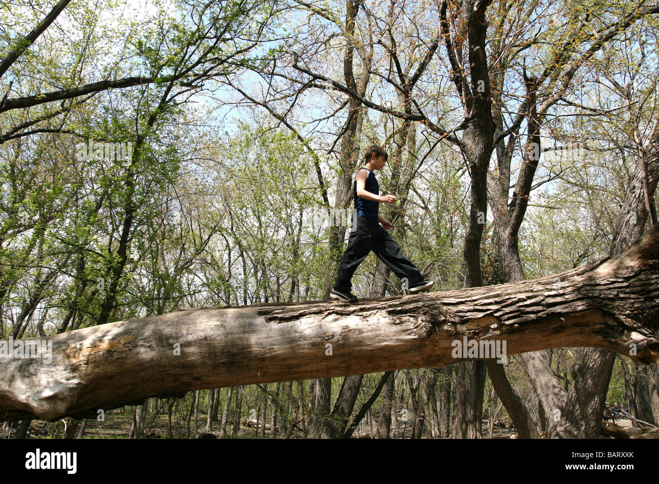 A 12 year old boy walking across a fallen tree in a forest Stock Photo ...