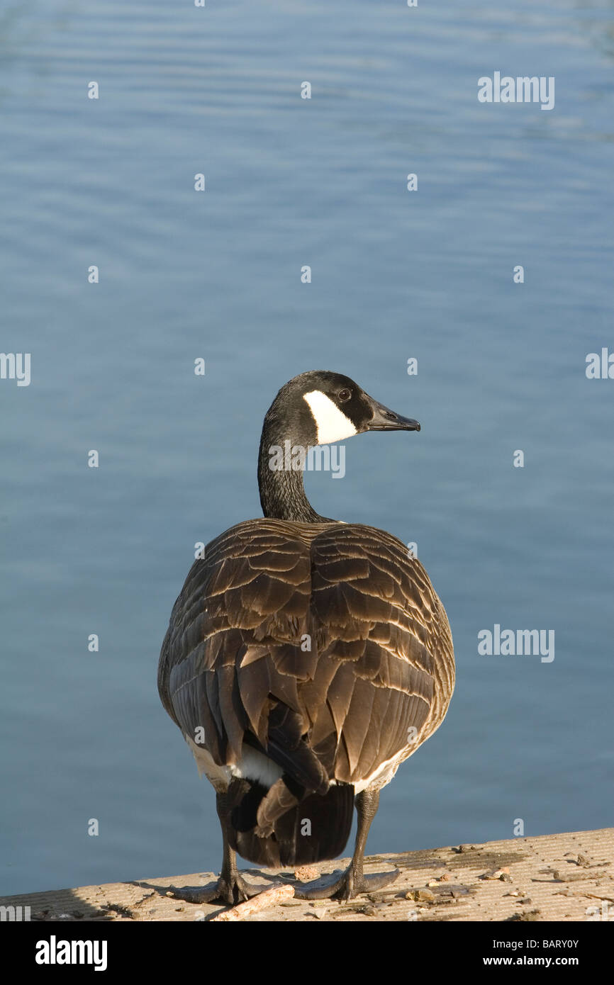 Canadian Goose in South London England Stock Photo - Alamy