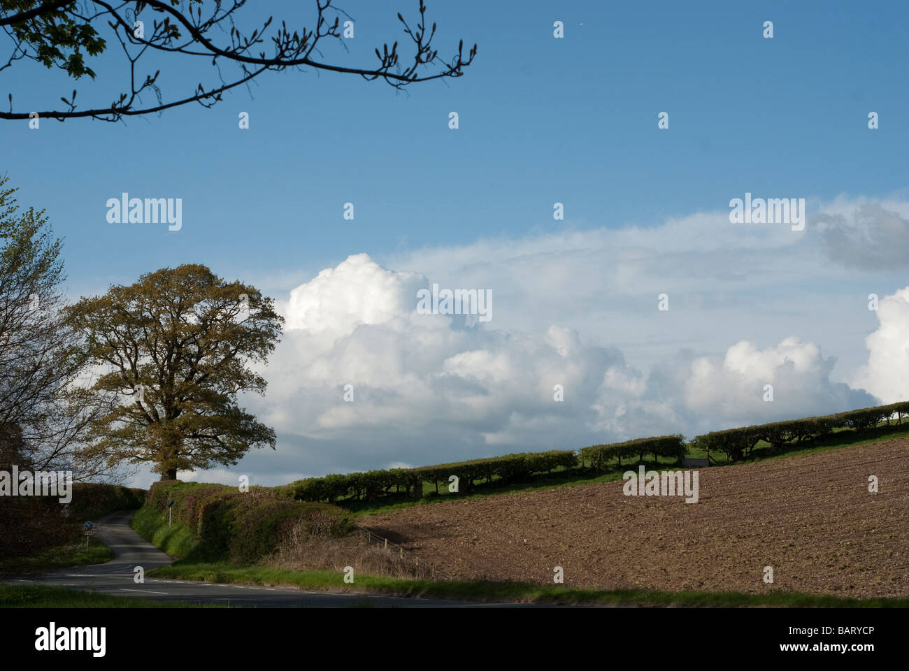 tree in springtime Stock Photo - Alamy