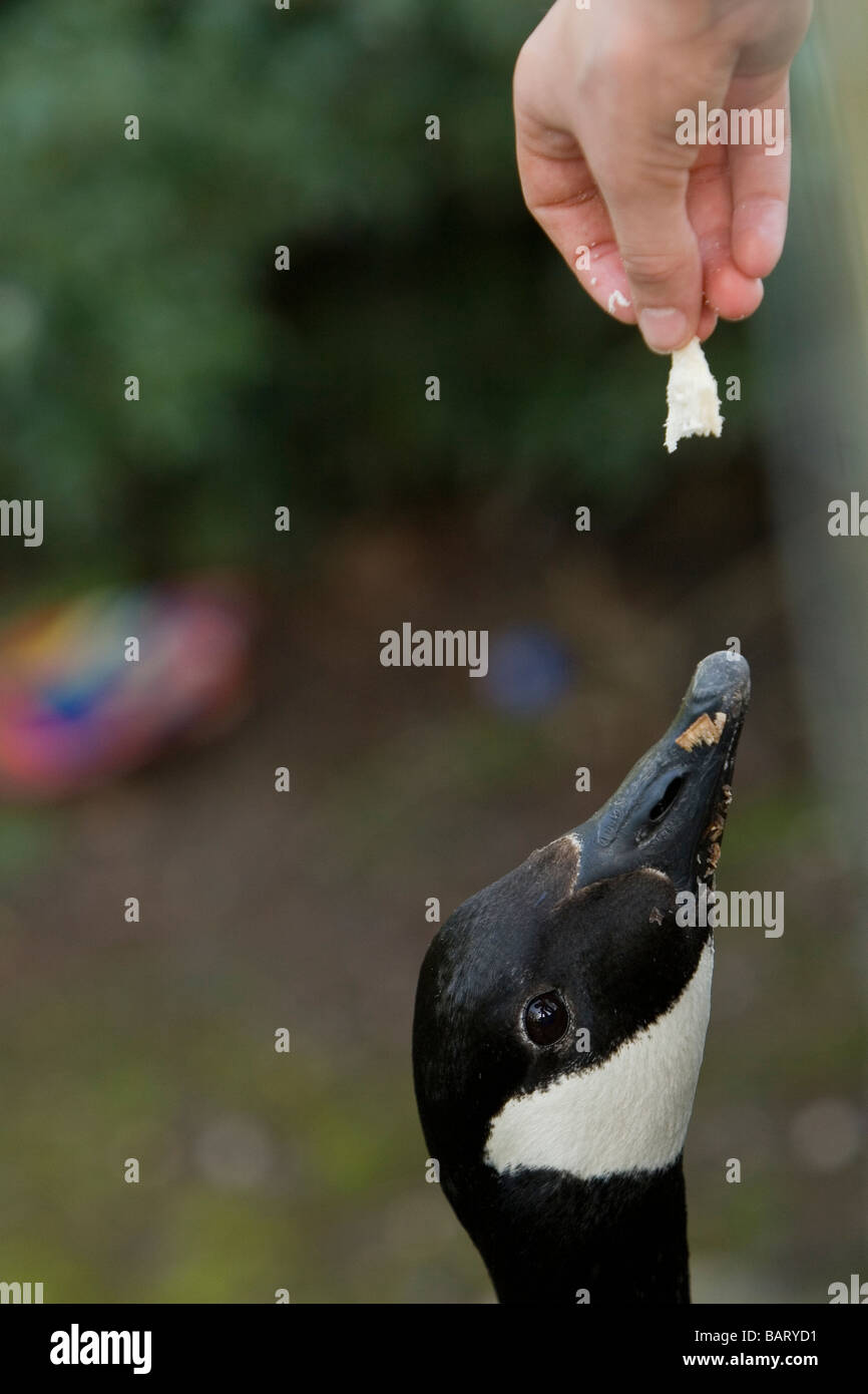 close up of bill of the Canadian Goose being fed a piece of bread in ...