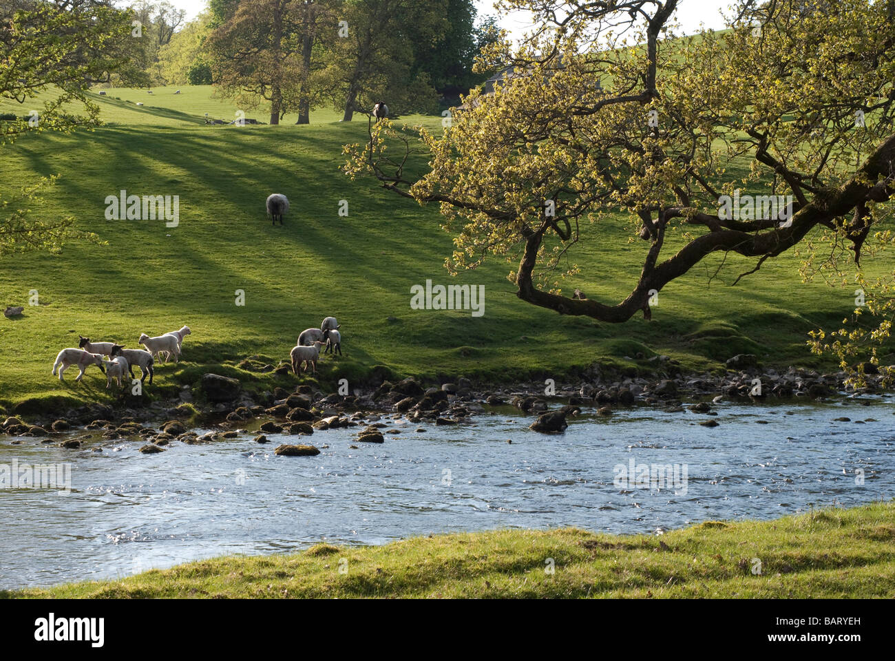 sheep by river Stock Photo - Alamy