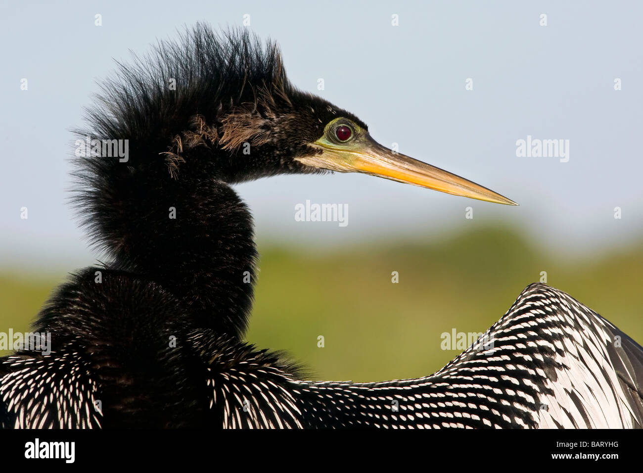 Male preening hi-res stock photography and images - Alamy