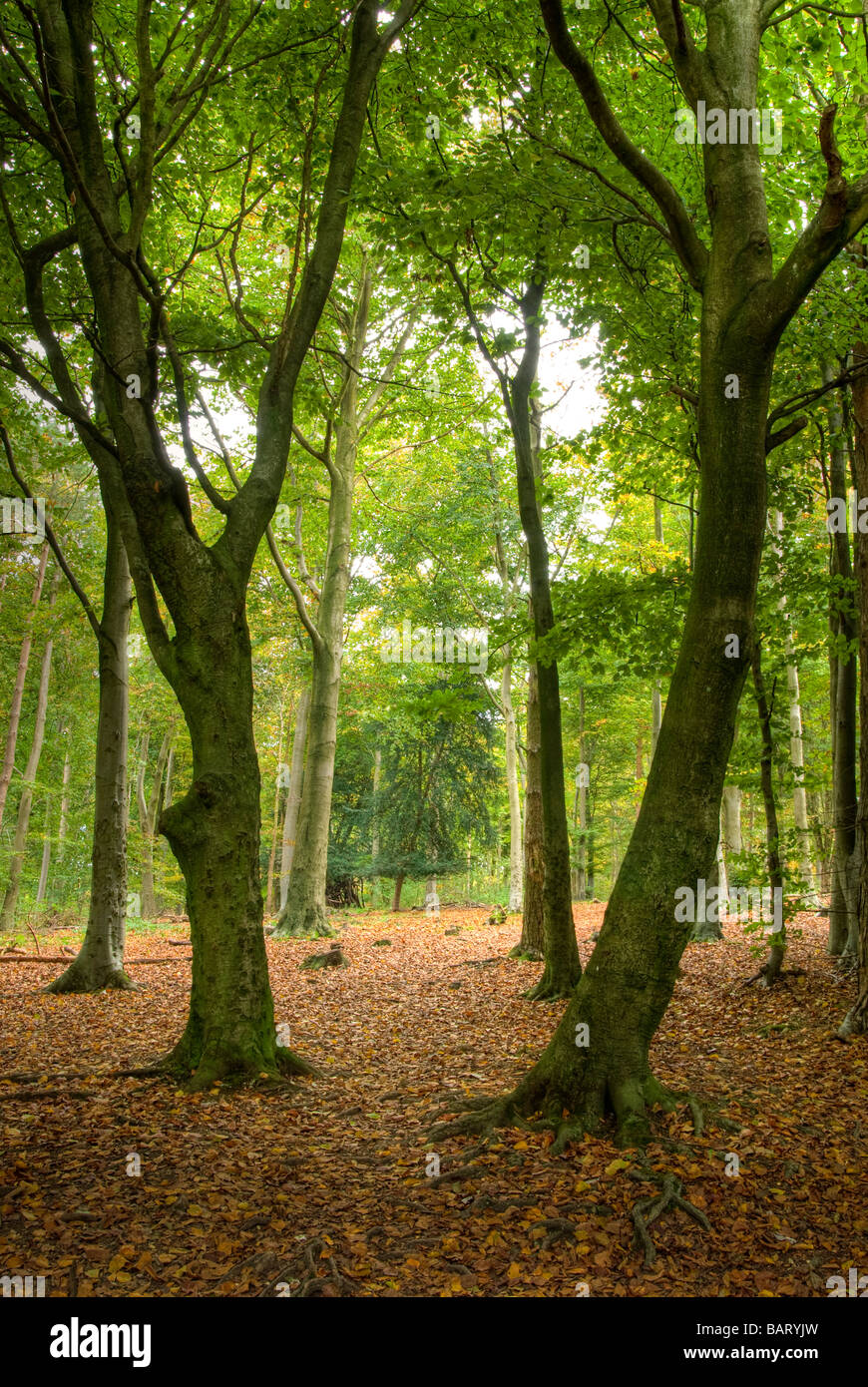 two bent trees framing opening Stock Photo - Alamy