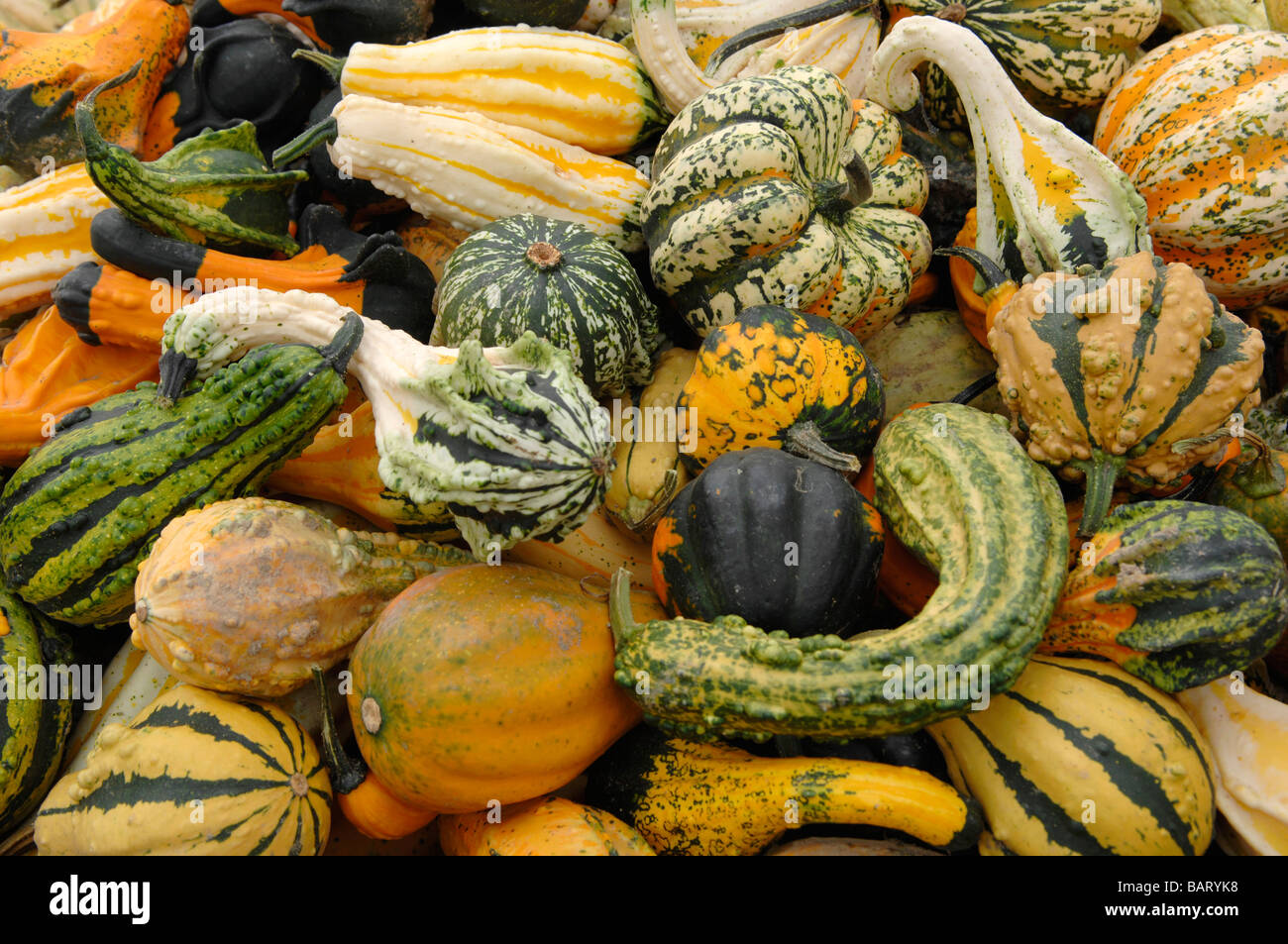 Ornamental pumpkins, full frame, close-up Stock Photo - Alamy
