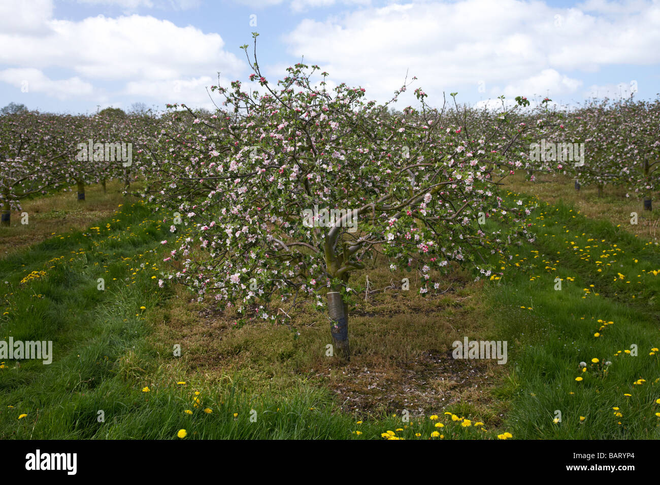 apple tree apple blossoms in bramley apple orchard in county armagh ...