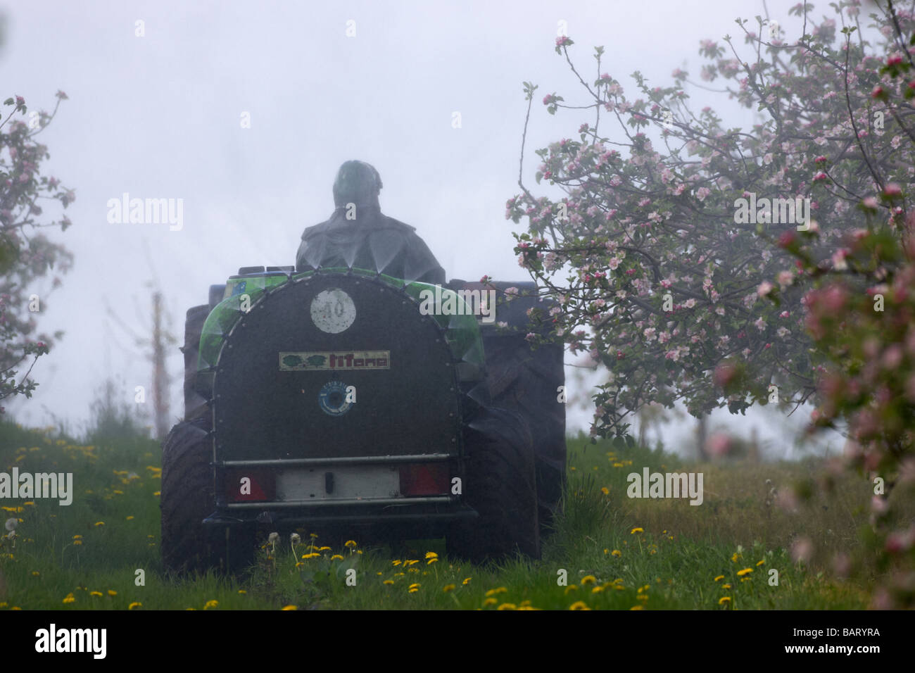 farmer spraying apple trees with pesticide during apple blossoms in ...