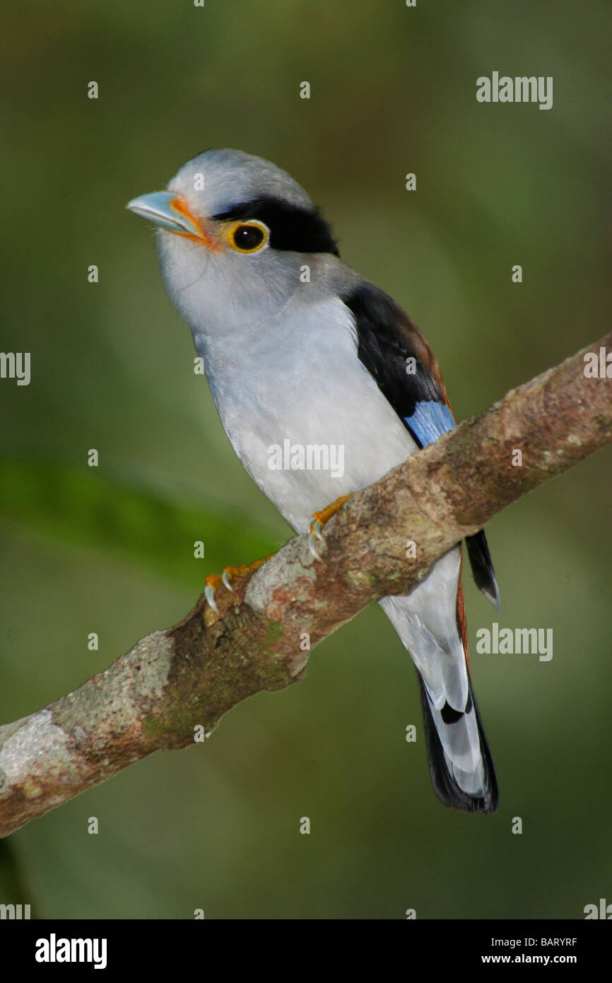 Silver breasted broadbill hi-res stock photography and images - Alamy