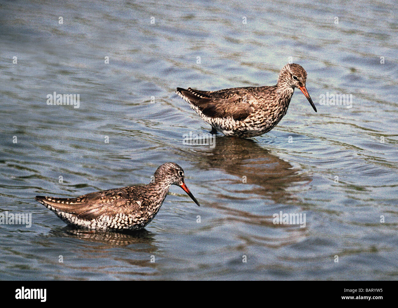 Birds;Waders;Redshank;'Tringa totanus';Two birds wading in deep water ...