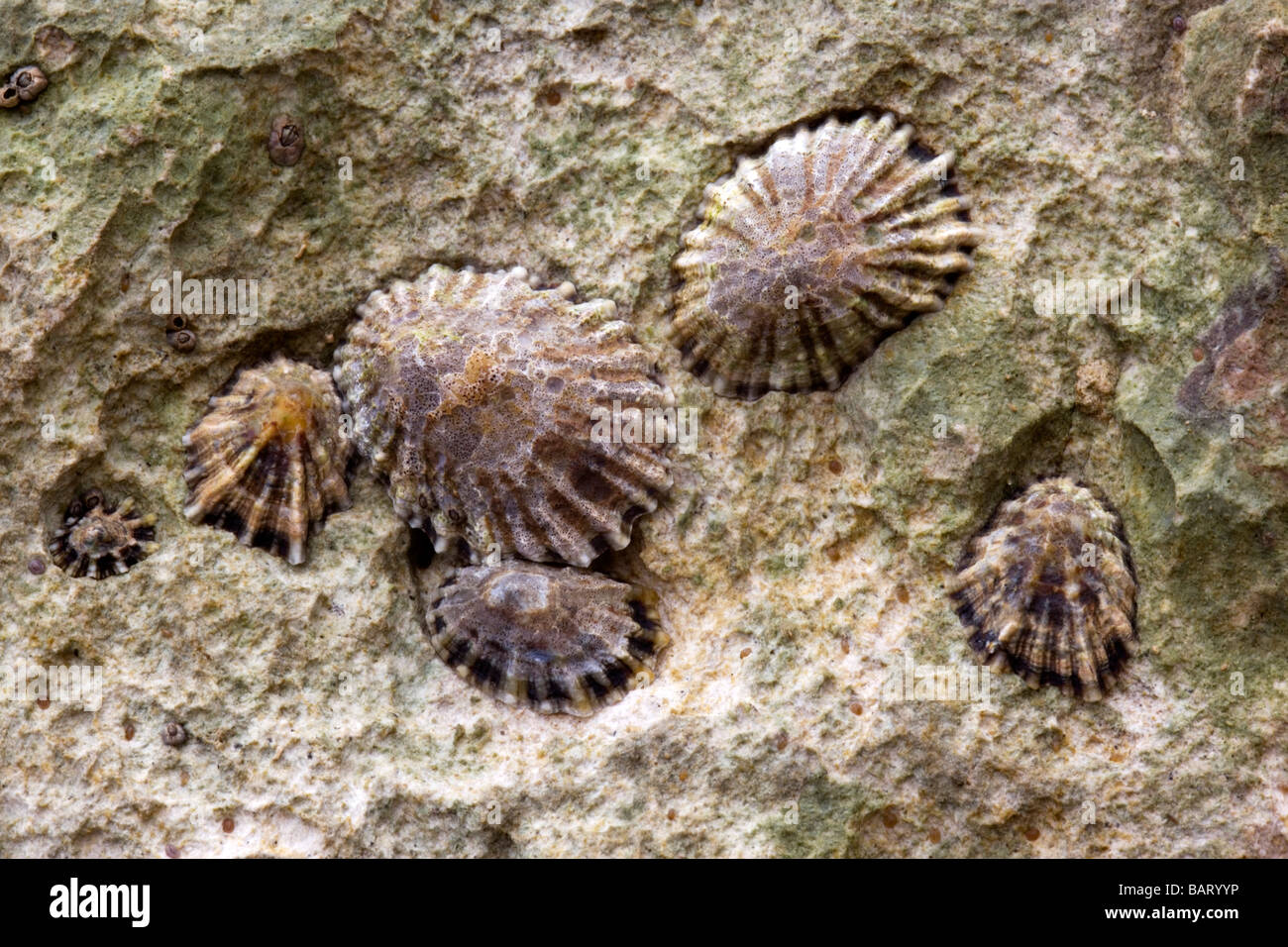 Limpets attached to chalk rocks on the beach at Beer South Devon Stock ...