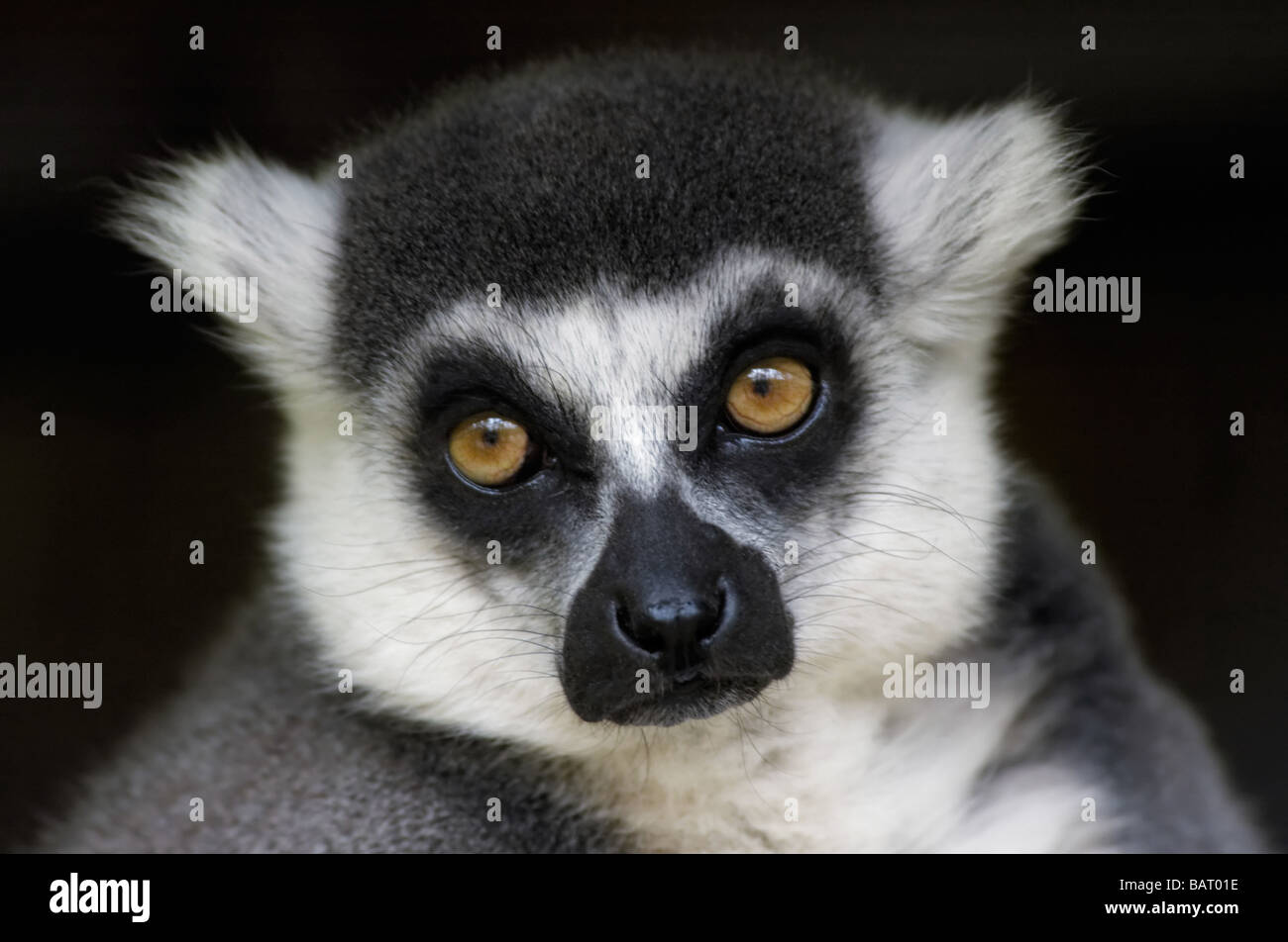 portrait of a cute ring tailed lemur Stock Photo - Alamy