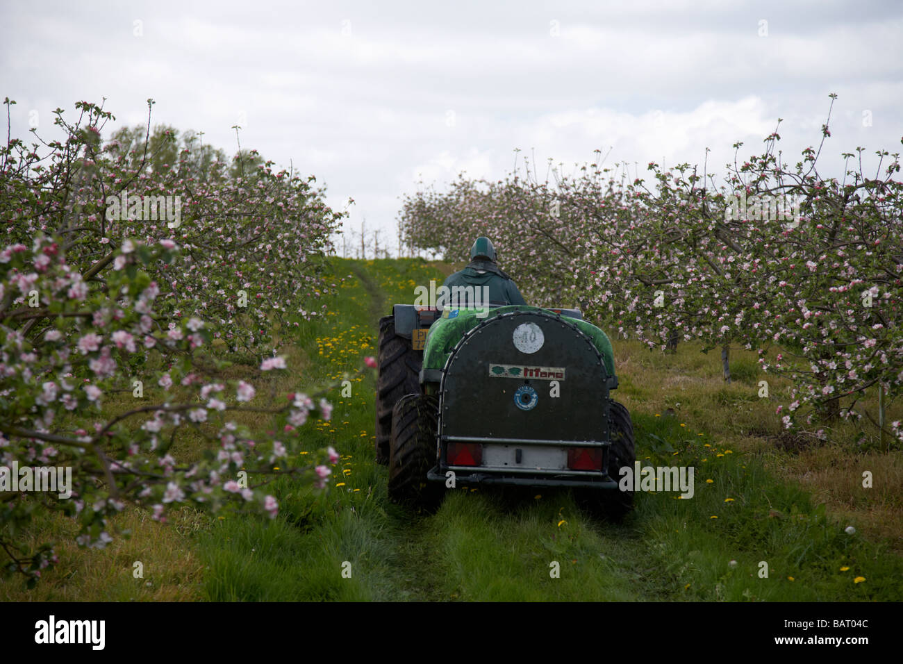 Farmer Spraying Apple Trees With Pesticide During Apple Blossoms In