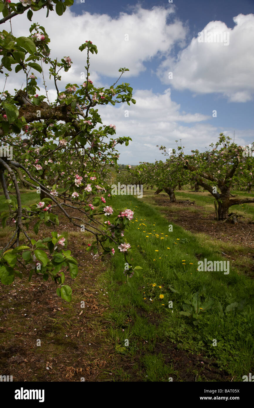 row of apple trees in bloom in bramley apple orchard in county armagh ...
