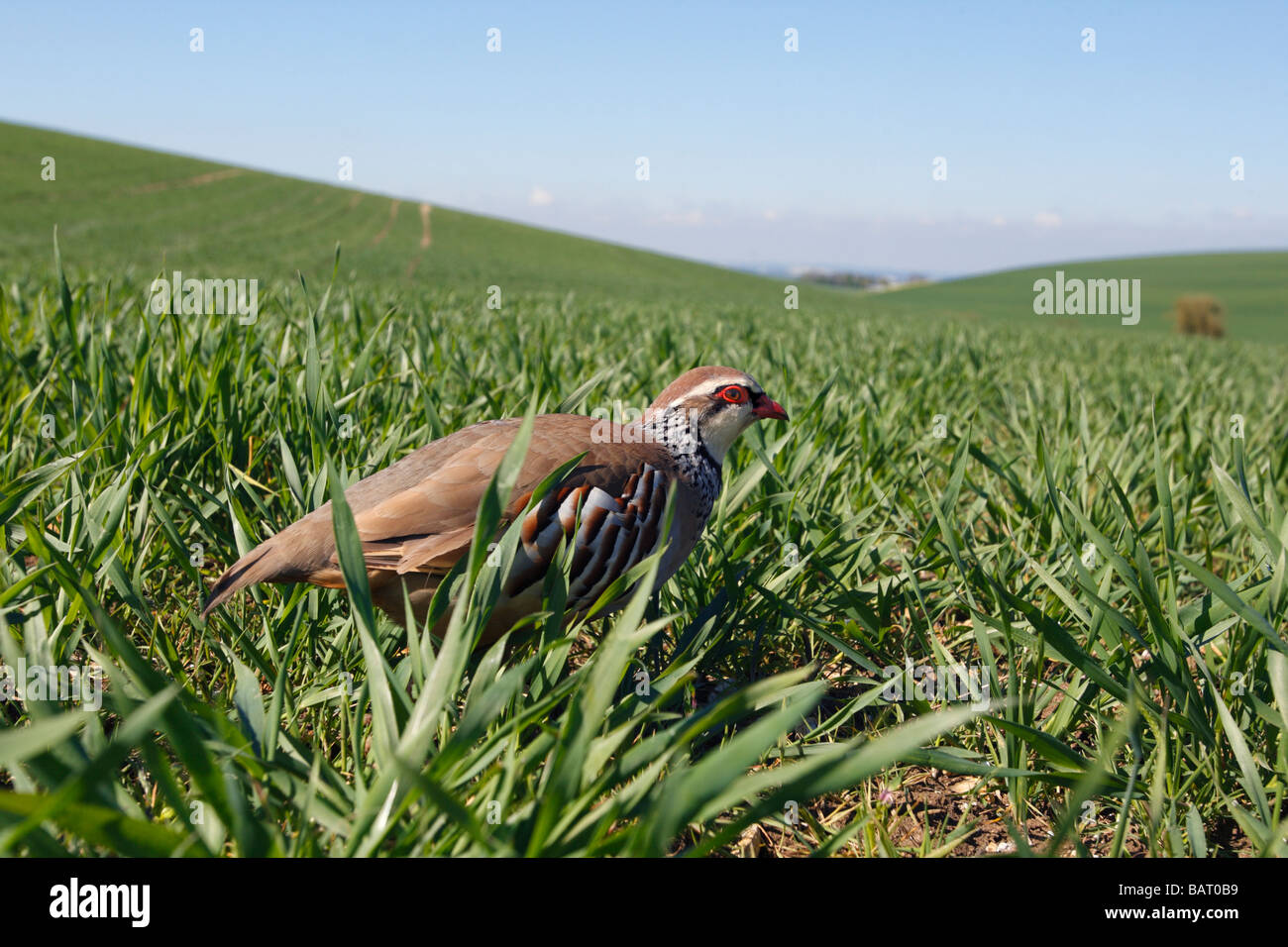 Red-legged Partridge Alectoris rufa Stock Photo - Alamy