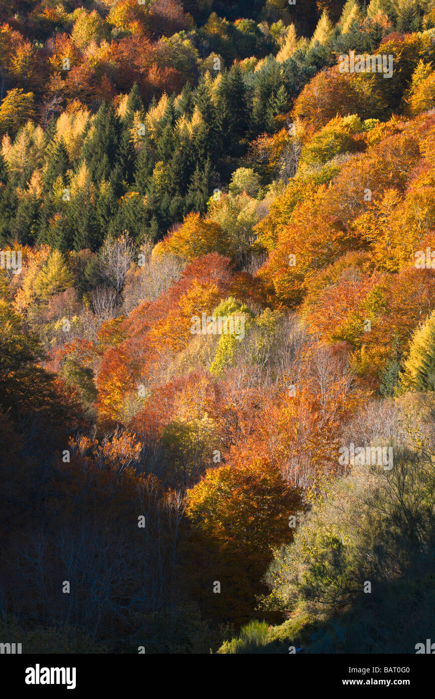 Autumn in the forest Stock Photo - Alamy