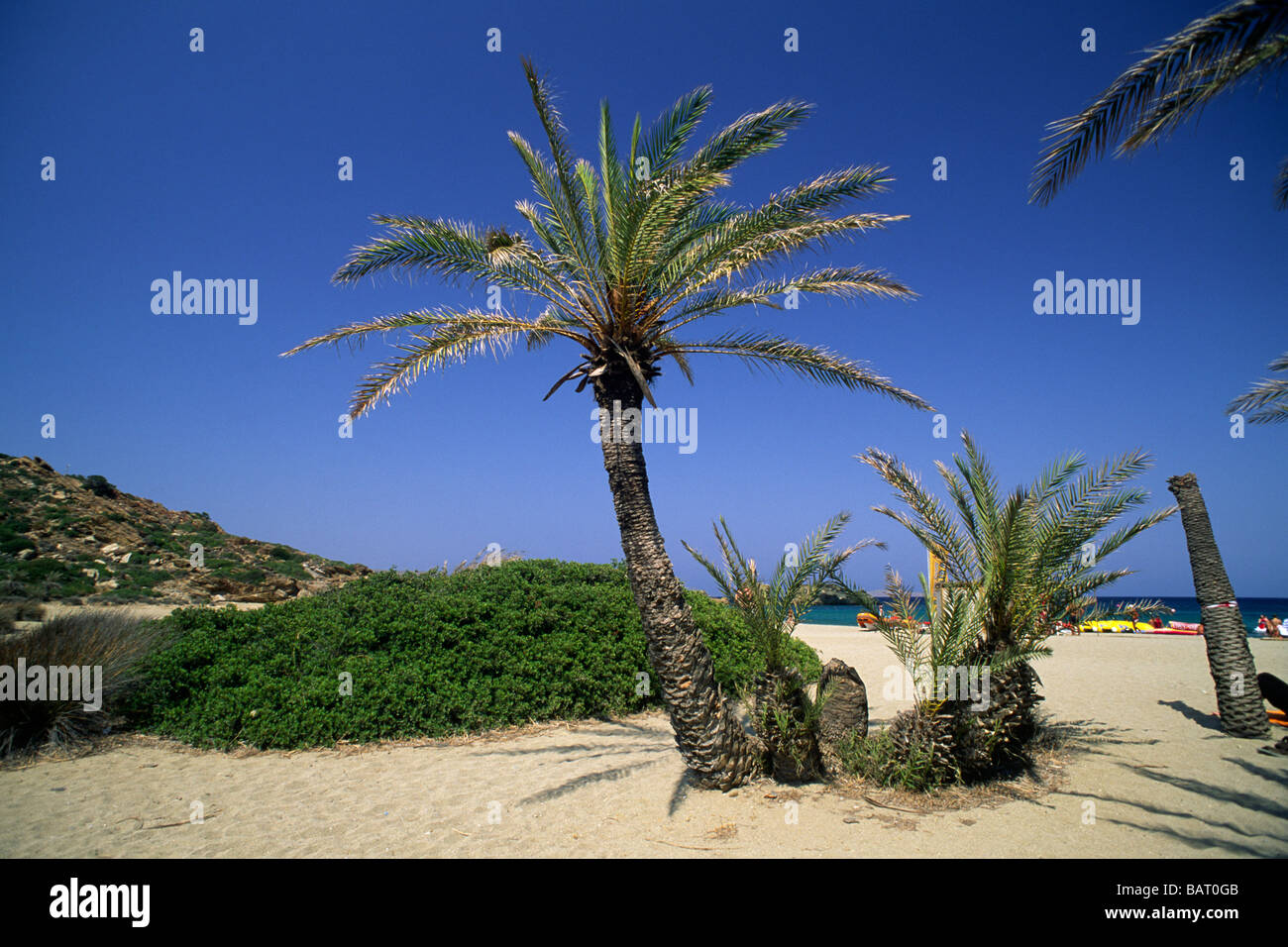 Greece, Crete, Vai beach, the only palm forest in Europe Stock Photo ...