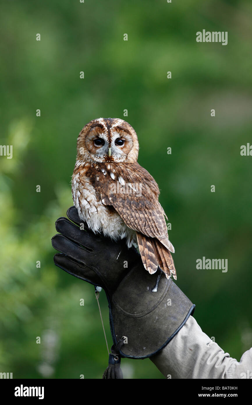 Tawny Owl Strix aluco on glove Stock Photo - Alamy