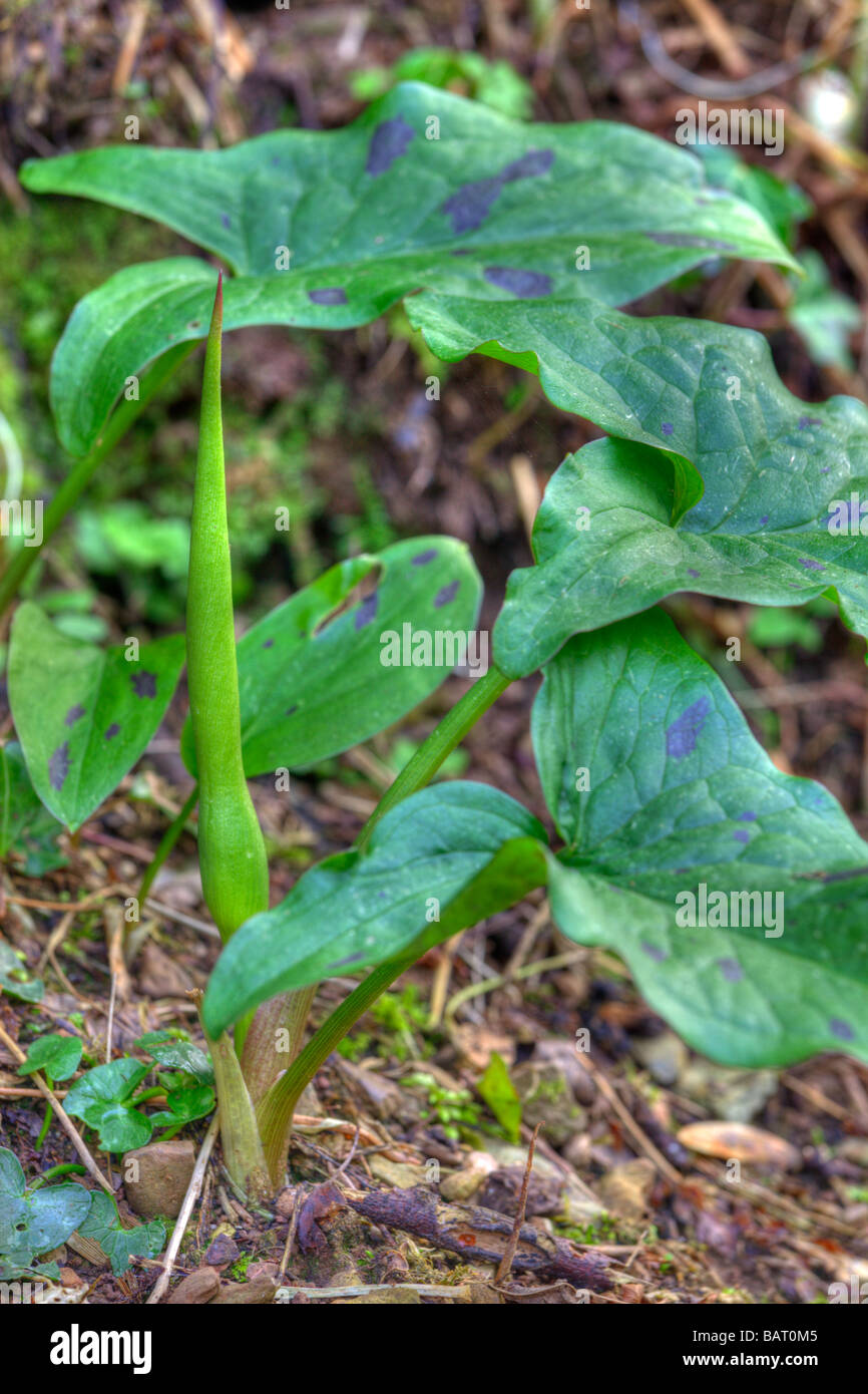 The flower of wild Arum prior to opening Stock Photo - Alamy